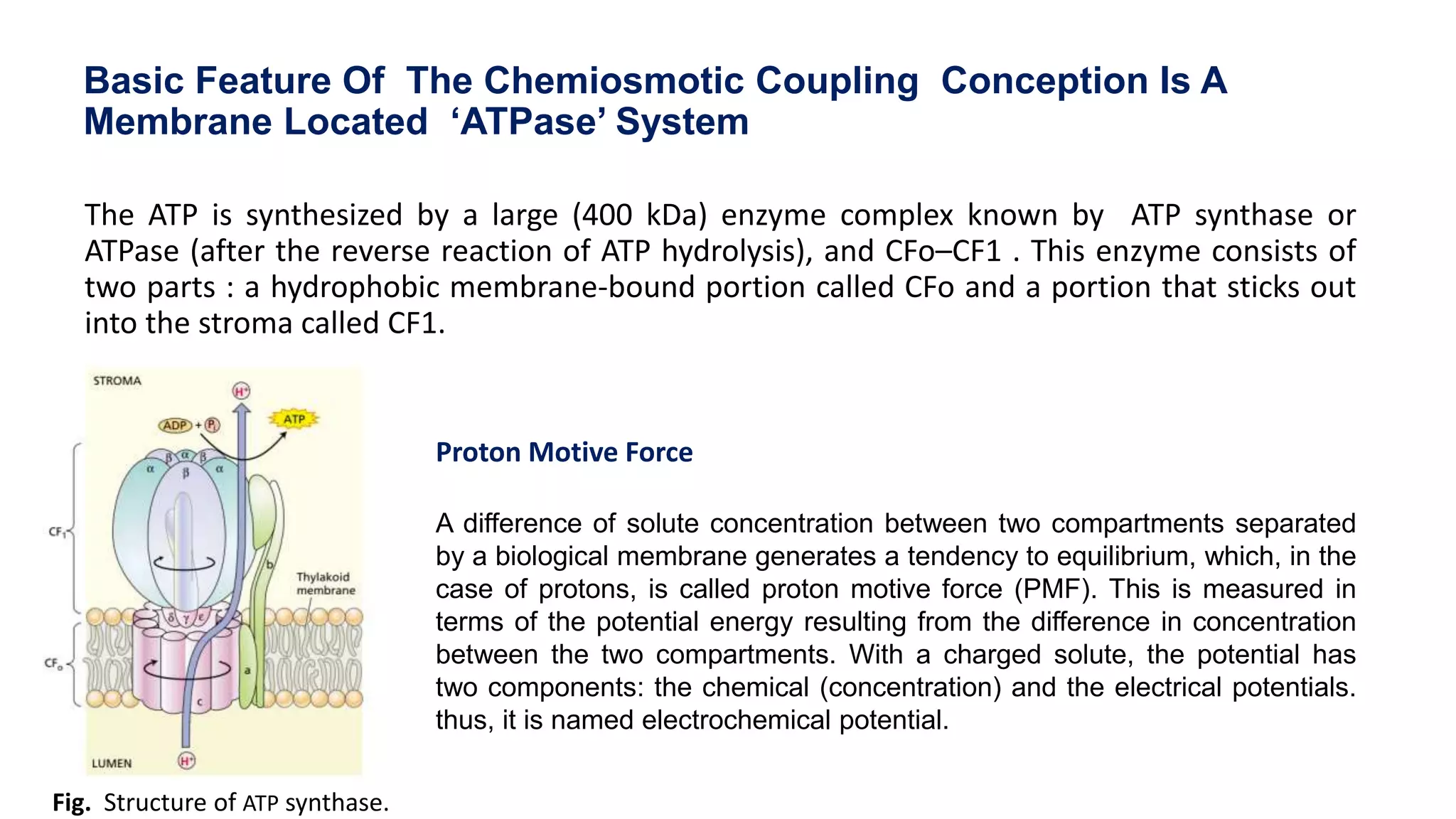 Chemiosmotic Theory | PPTX