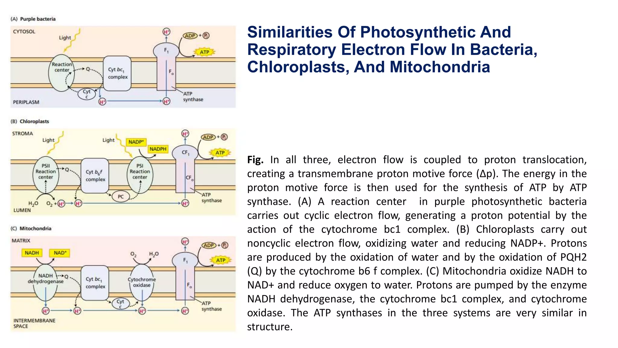 Chemiosmotic Theory | PPTX