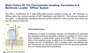 Chemiosmotic Theory | PPTX
