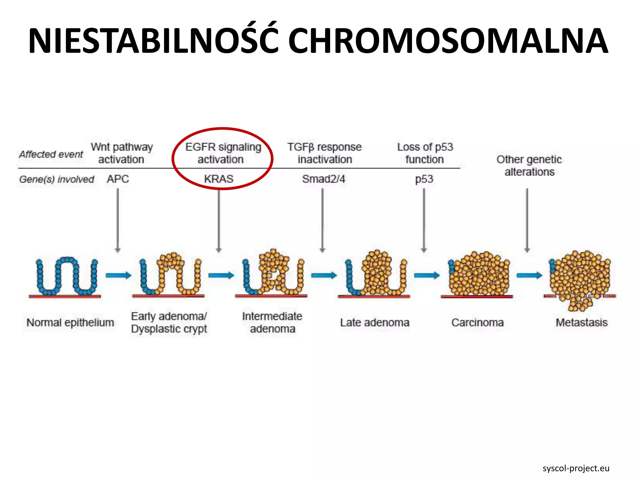 Diagnostyka molekularna raka jelita grubego | PPTX