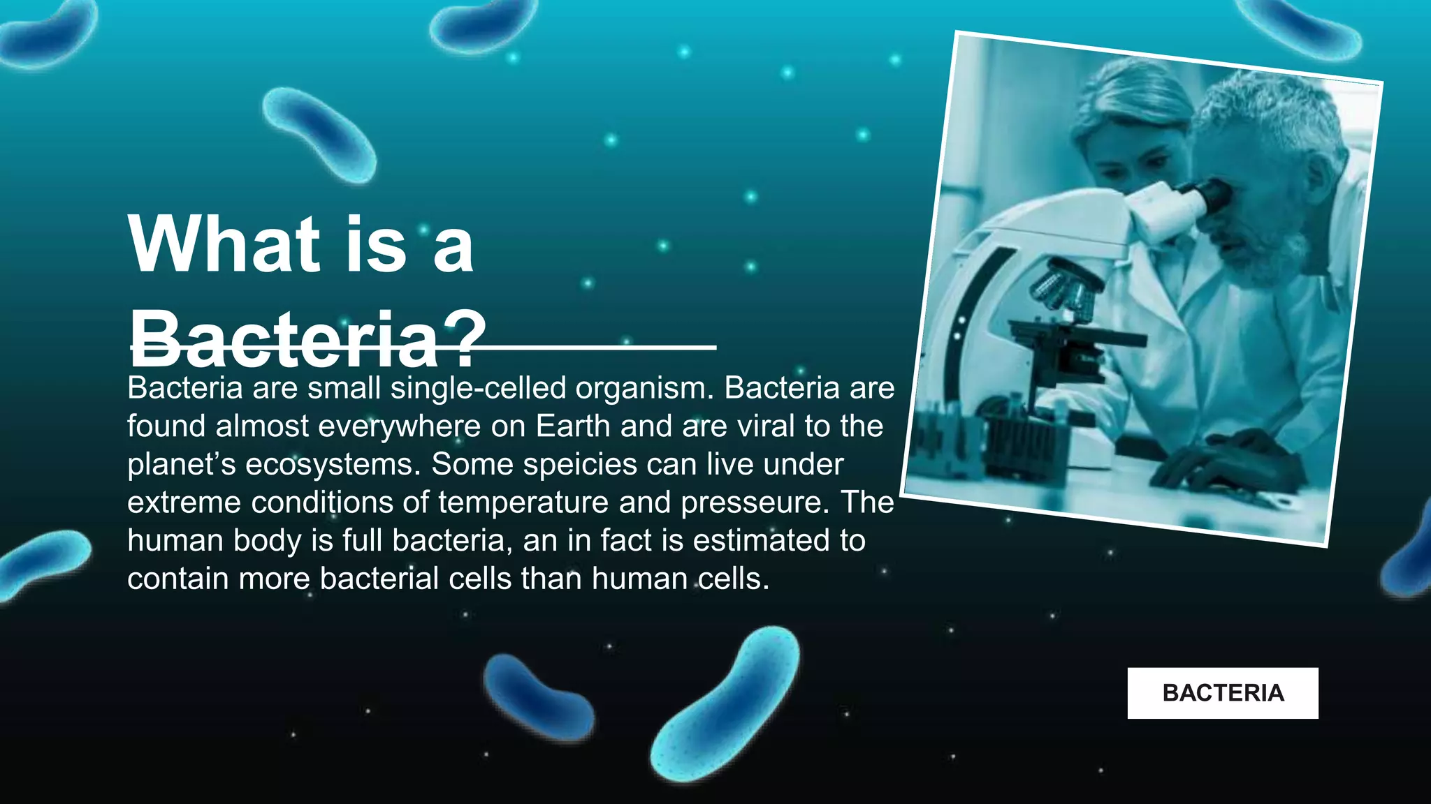 Bacteria | PPT