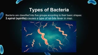 Bacteria | PPTX