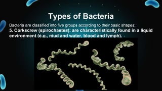 Bacteria | PPTX