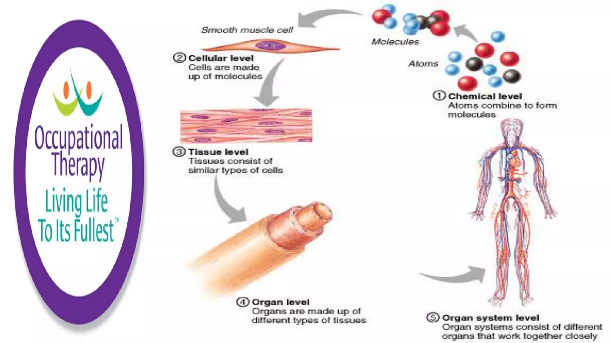Occupational Therapy Chemical Composition of the Human Body | PPTX