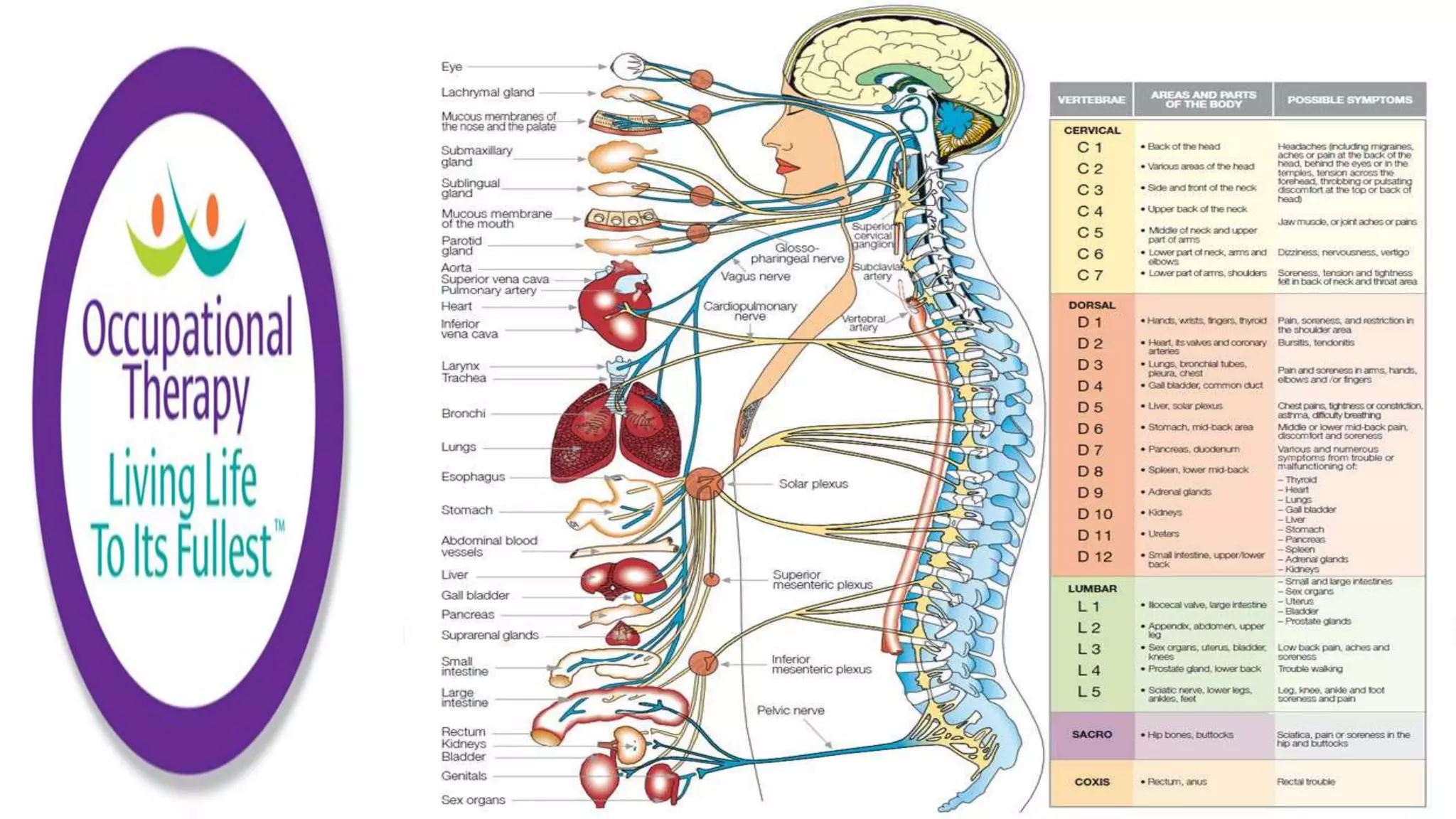 Occupational Therapy Chemical Composition of the Human Body | PPTX