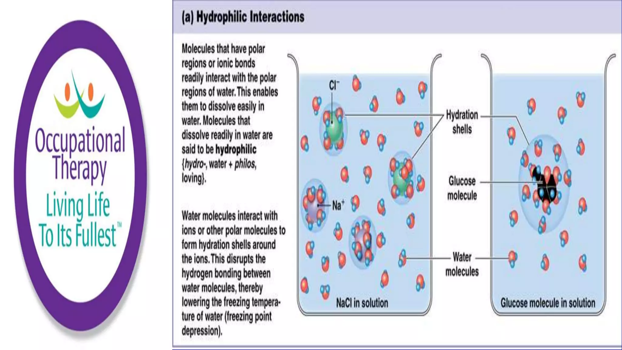Occupational Therapy Chemical Composition of the Human Body | PPTX