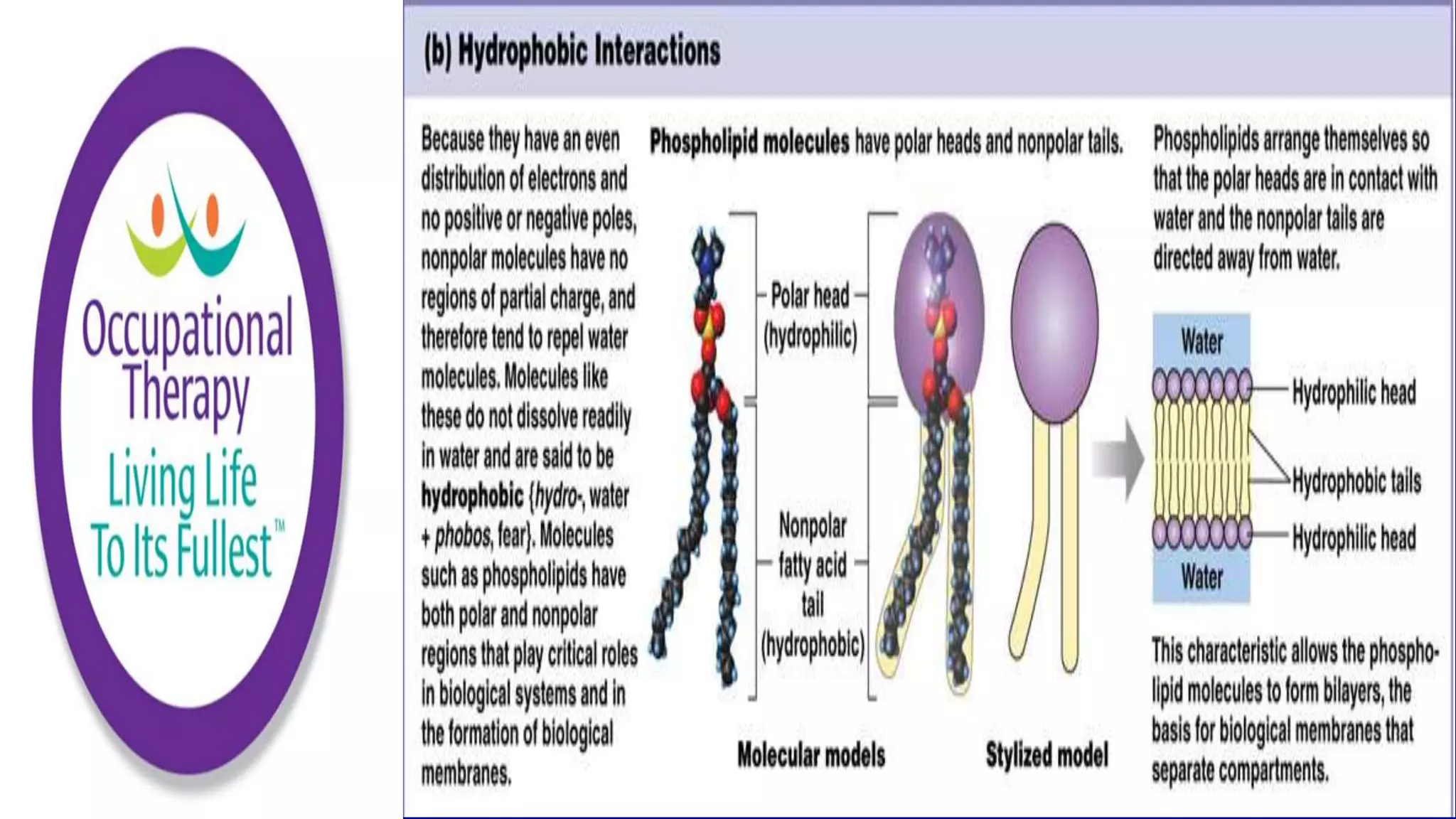 Occupational Therapy Chemical Composition of the Human Body | PPTX