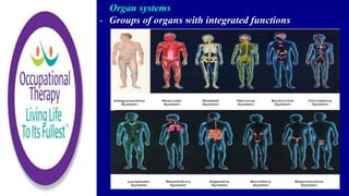 Occupational Therapy Chemical Composition of the Human Body | PPTX