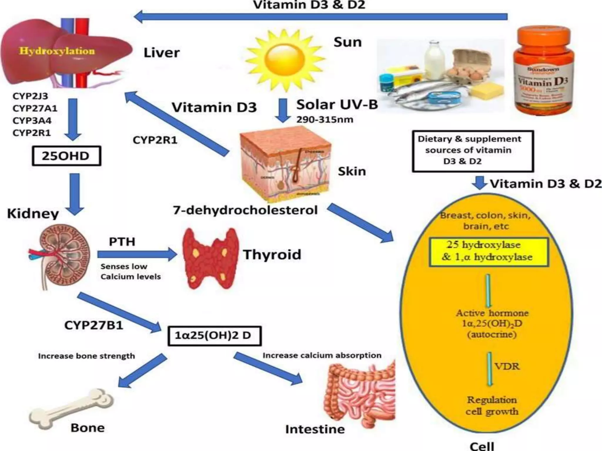 Chemistry, and biochemical role, rda, vitamin d | PPTX