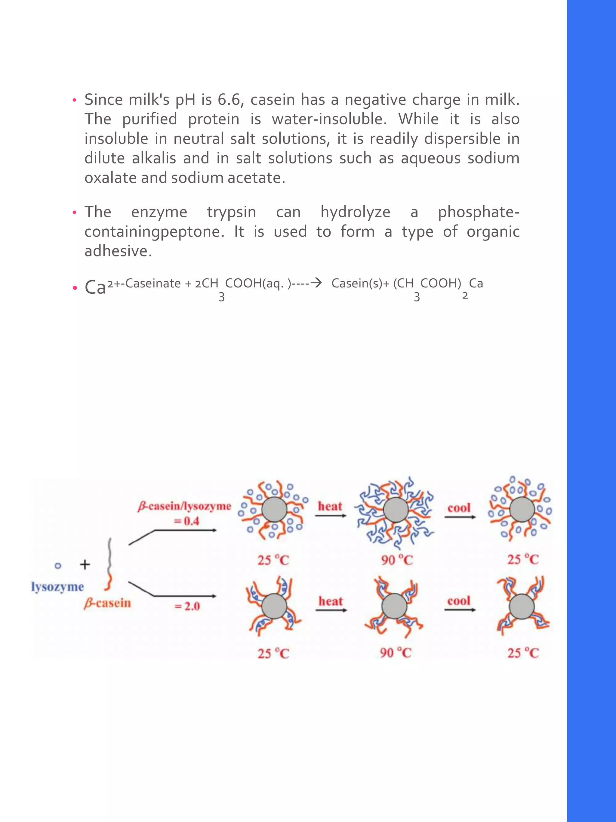 investigatory project casein Chemistry final | PPTX
