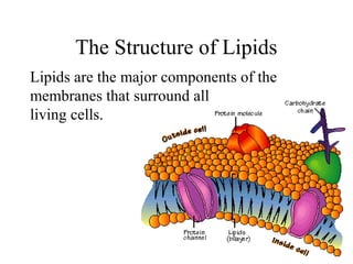 Chemistry in biology i simple | PPT