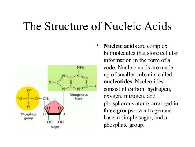 Basic Structure Of Nucleic Acids