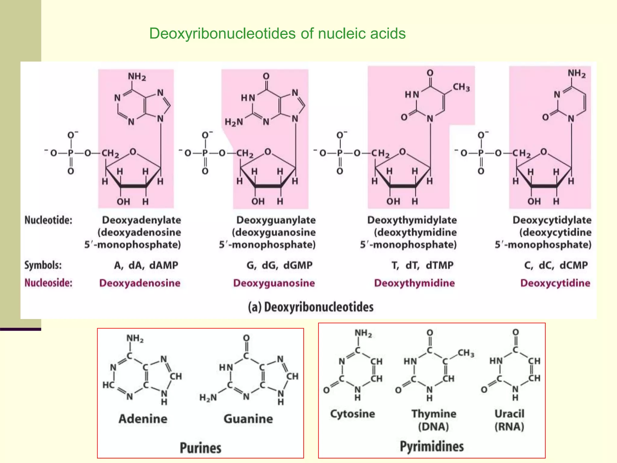 CHEMISTRY NUCLEIC ACID.ppt