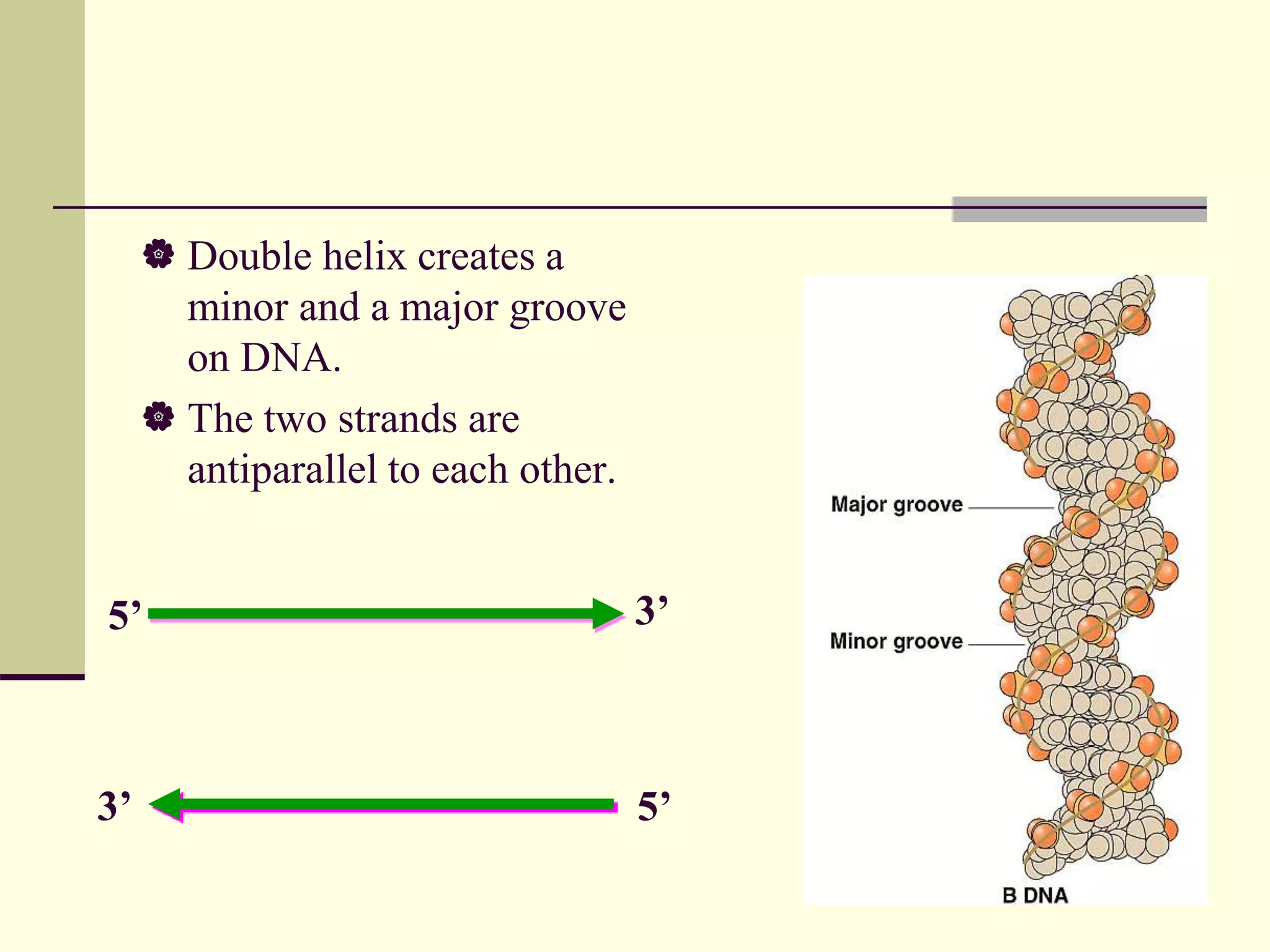 CHEMISTRY NUCLEIC ACID.ppt