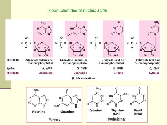 CHEMISTRY NUCLEIC ACID.ppt