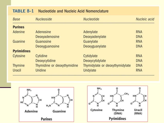CHEMISTRY NUCLEIC ACID.ppt