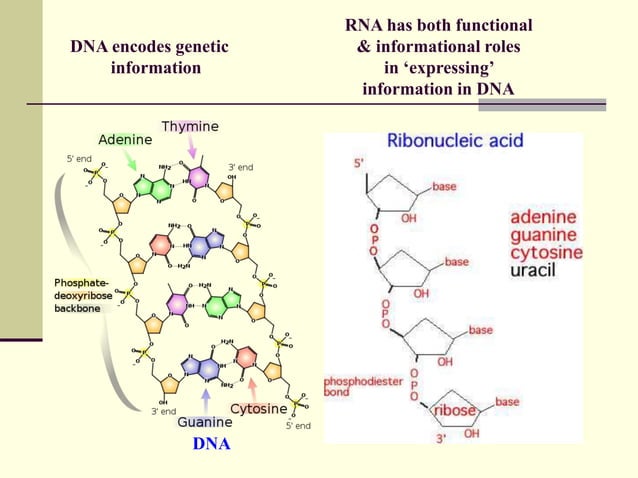 CHEMISTRY NUCLEIC ACID.ppt