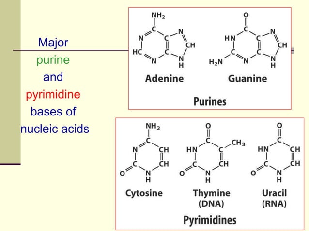 CHEMISTRY NUCLEIC ACID.ppt