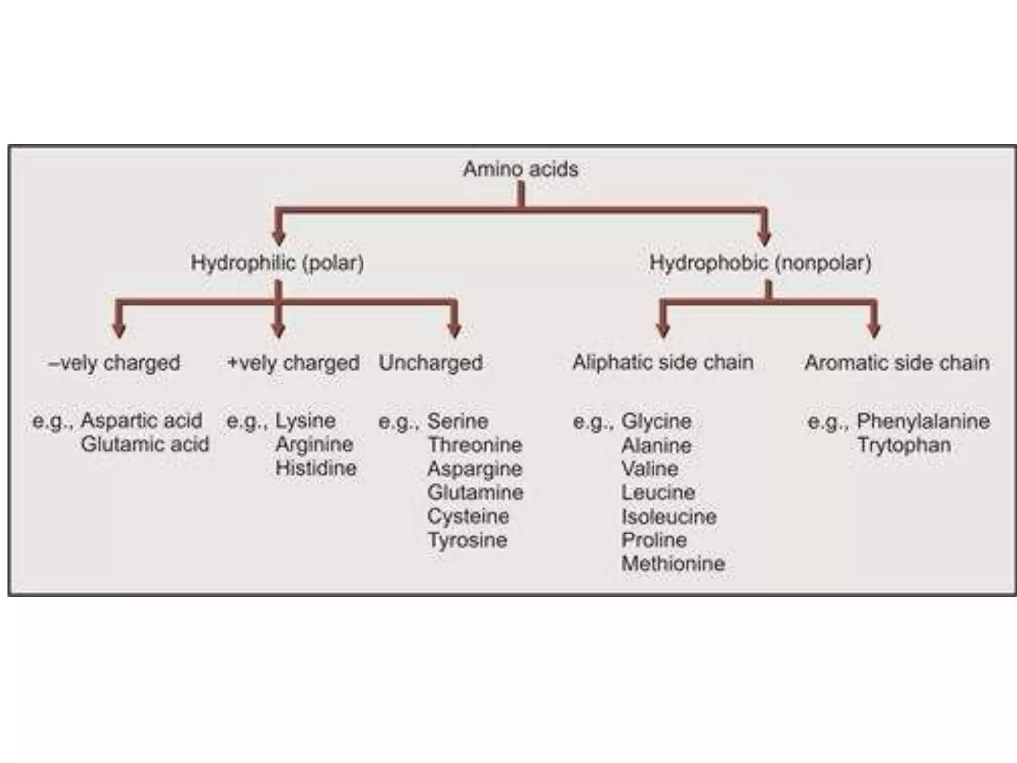 chemistry of amino acid and proteins.pptx | Chemistry | Science