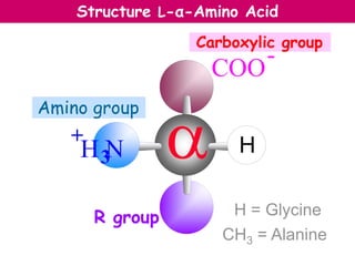 Chemistry of Amino Acids (Protein Chemistry - I) | PPSX