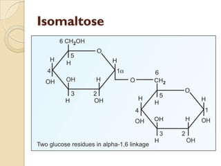 Structure Of Isomaltose