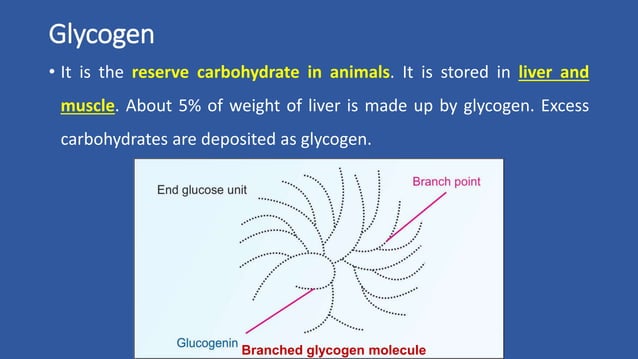 Chemistry of carbohydrates polysaccharides part -3 homoglycans | PPTX