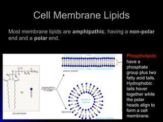Chemistry Of Cells | PPT