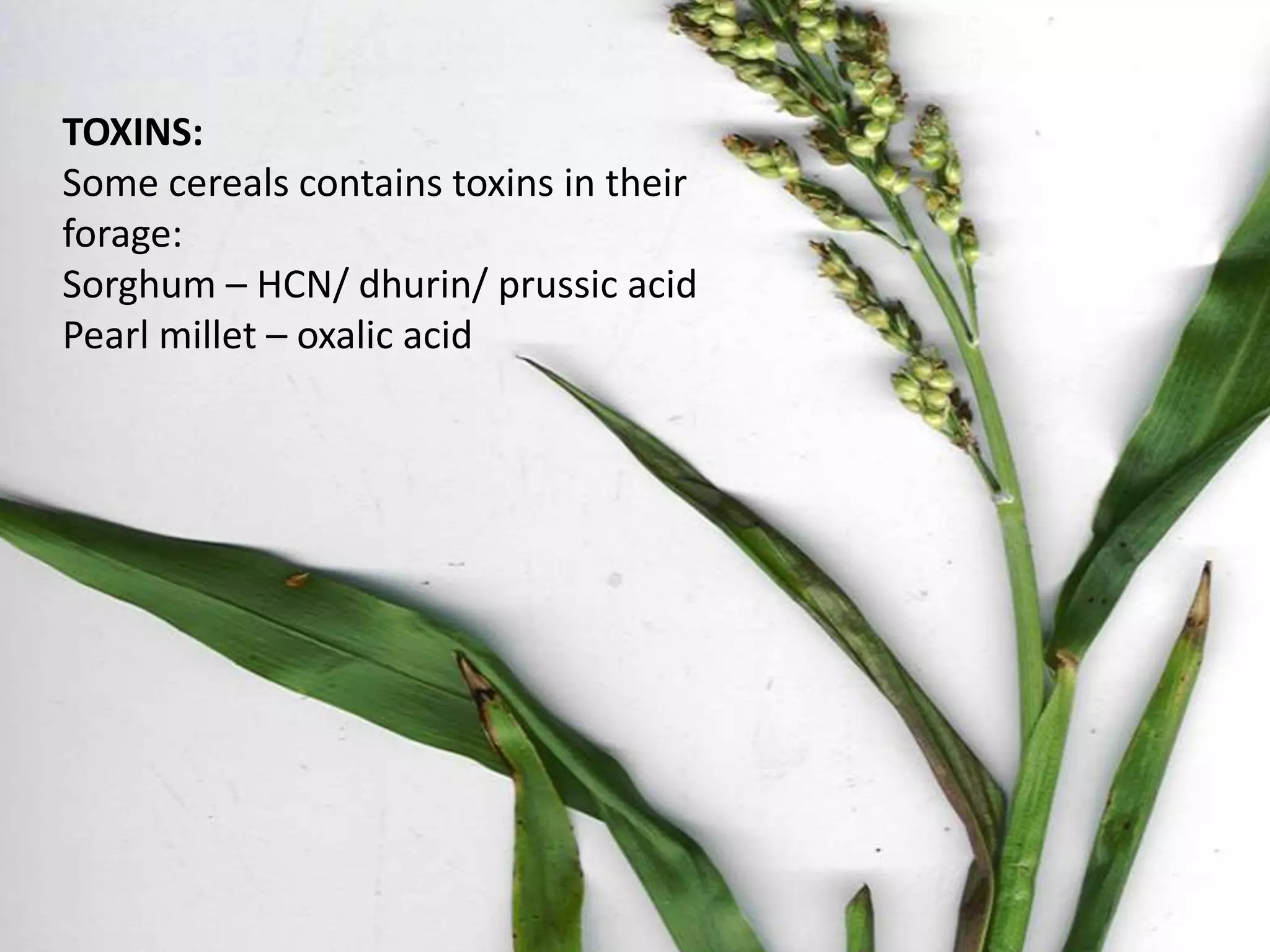 Chemistry of cereals | PPTX