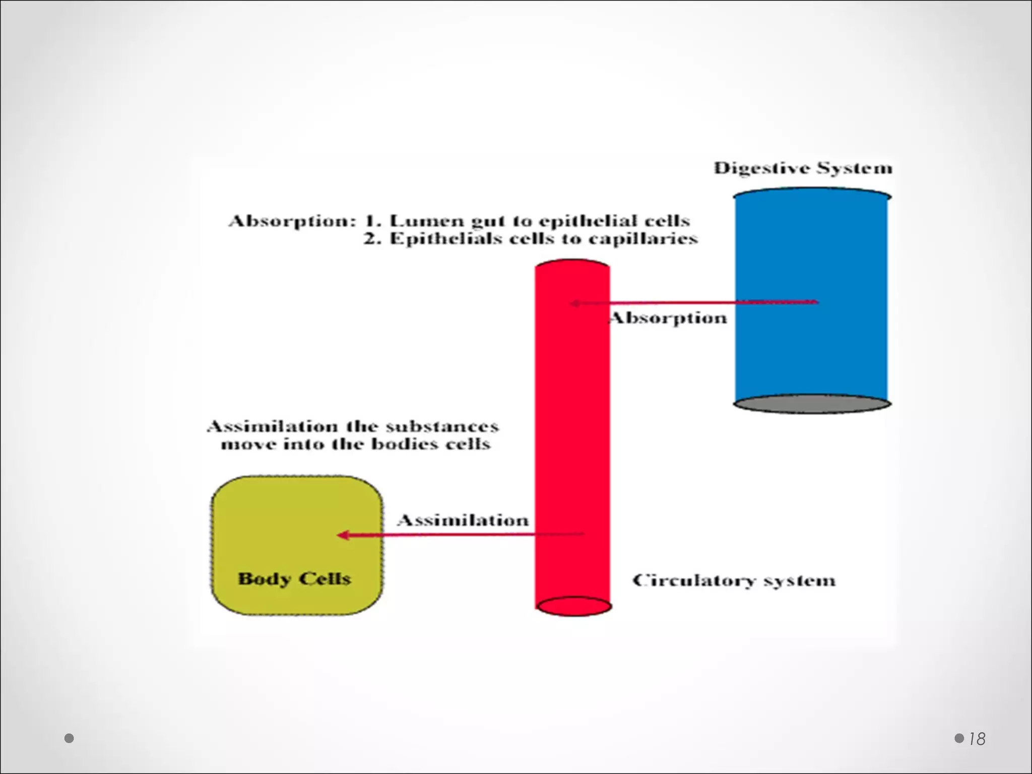 Chemistry of digestion & absorption | PPT | Endocrine and Metabolic ...