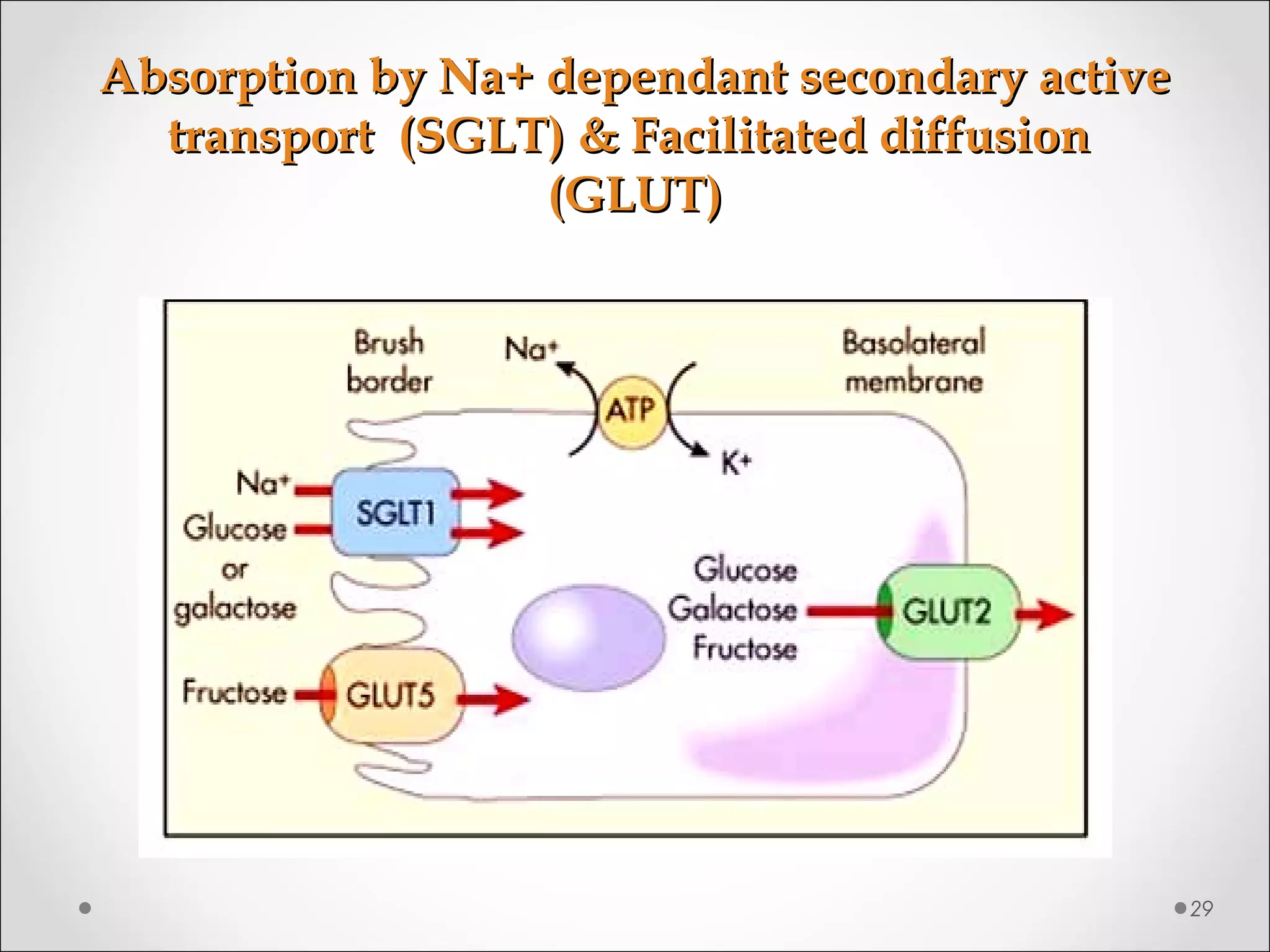 Chemistry of digestion & absorption | PPT