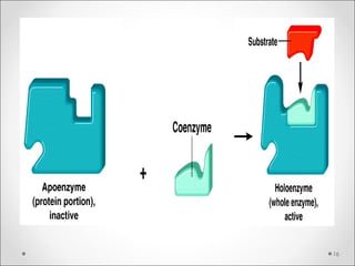 Chemistry of enzyme | PPT | Chemistry | Science
