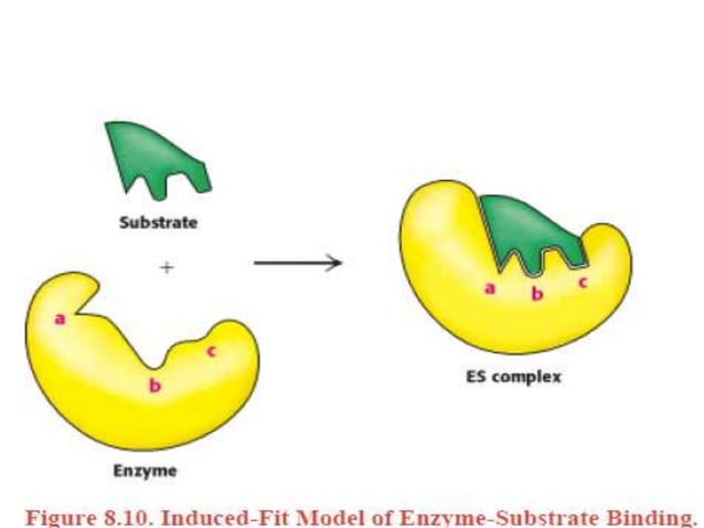 chemistry of enzyme.ppt