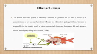chemistry of geosmin(1).pptx ha jskskskeurndjdjqjdjdjdbdjjdj | PPTX