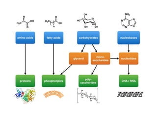Chemistry of life visual aids | PPTX