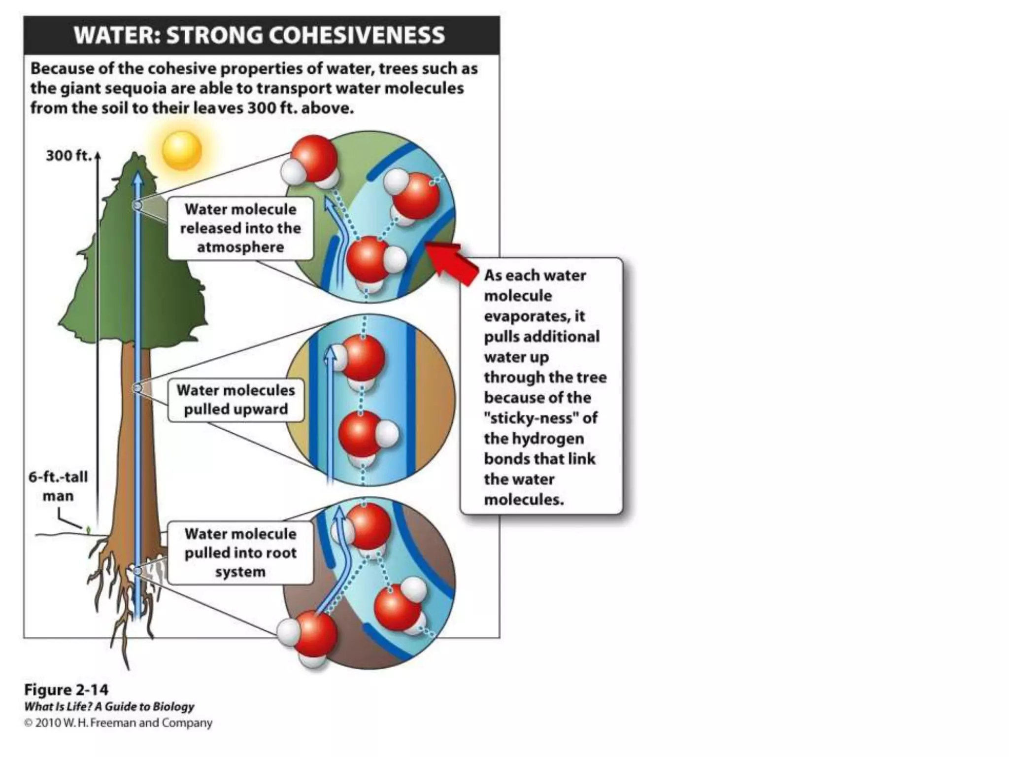 Chemistry of life Water and pH | PPTX