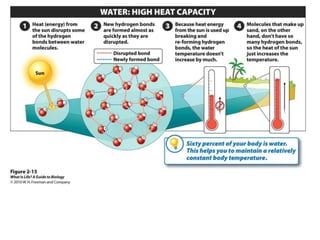 Chemistry of life Water and pH | PPT