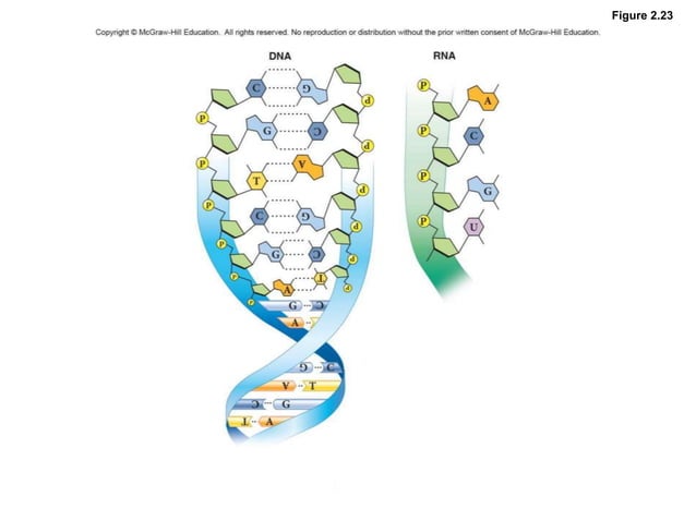 Chemistry of life macromolecules | PPTX | Chemistry | Science