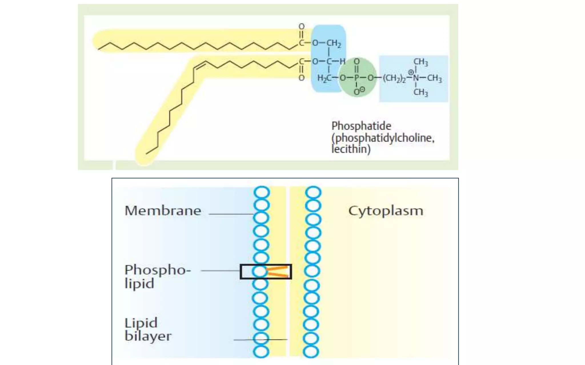 Chemistry of lipid 2 _ Classification of Lipids.pptx