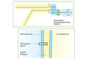 Chemistry of lipid 2 _ Classification of Lipids.pptx