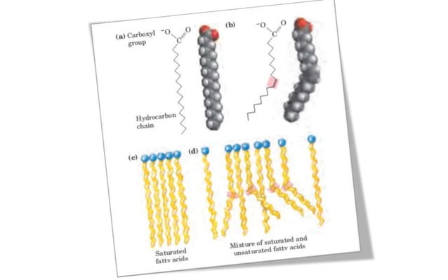 Chemistry of lipid _FATTY ACID NOMENCLATURE AND CLASSIFICATION.pptx