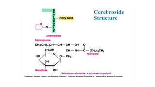 Cerebroside Structure