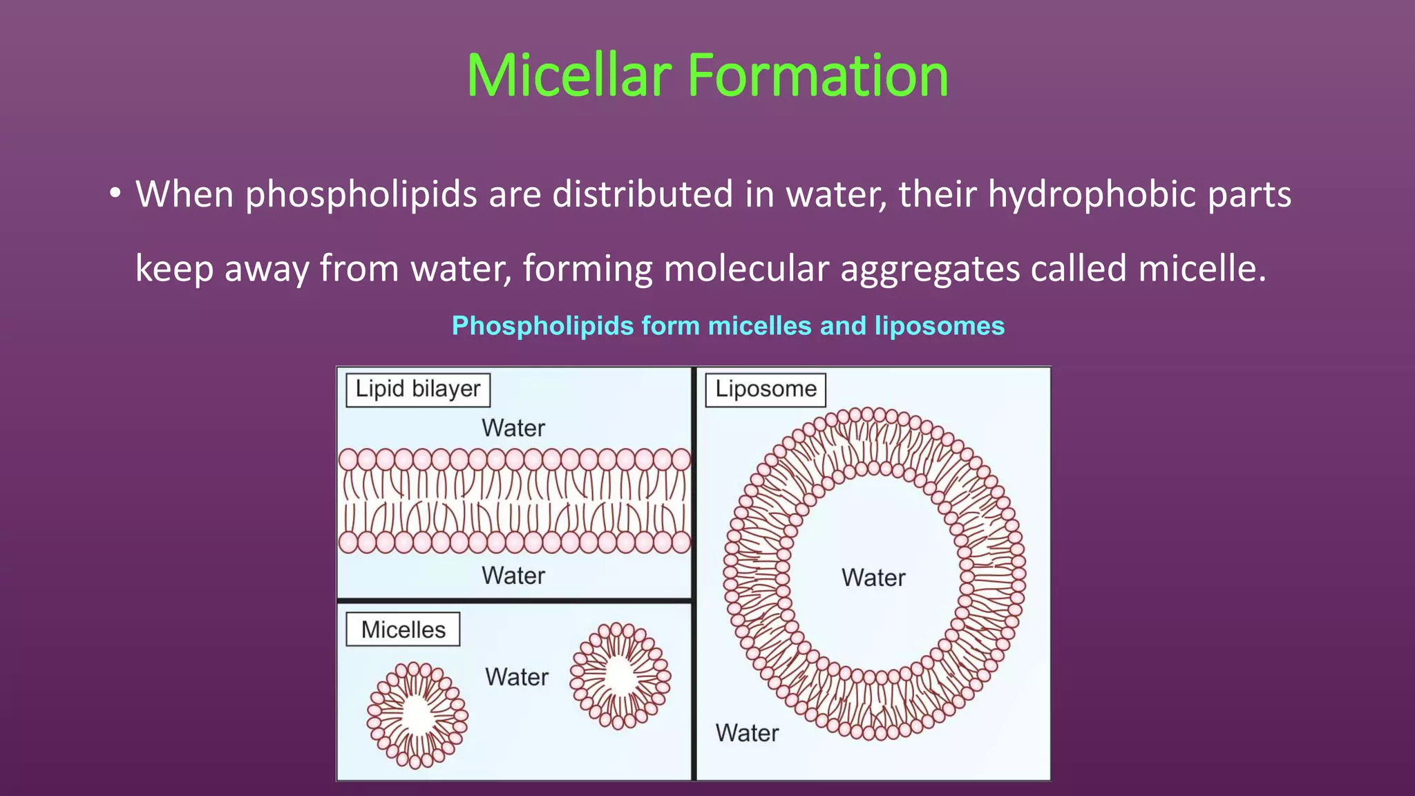 Chemistry of lipids phospholipids | PPTX