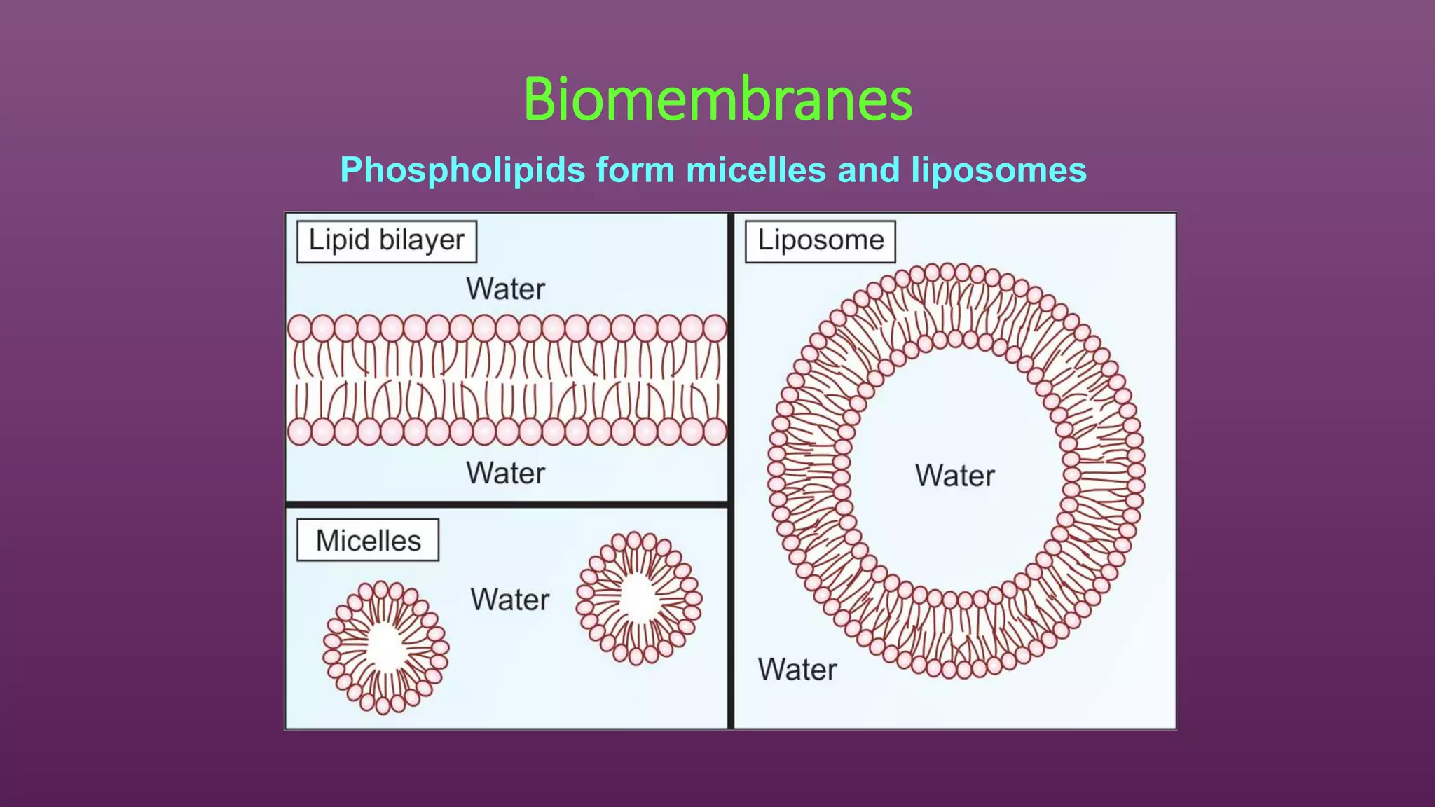 Chemistry of lipids phospholipids | PPTX