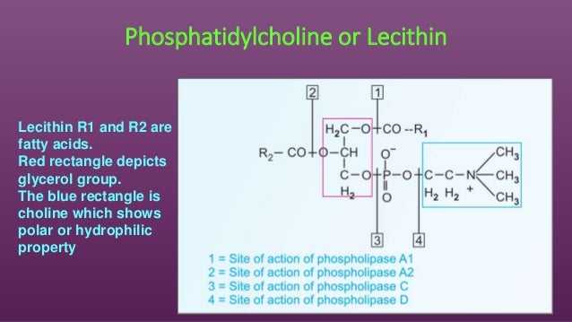 Chemistry of lipids phospholipids