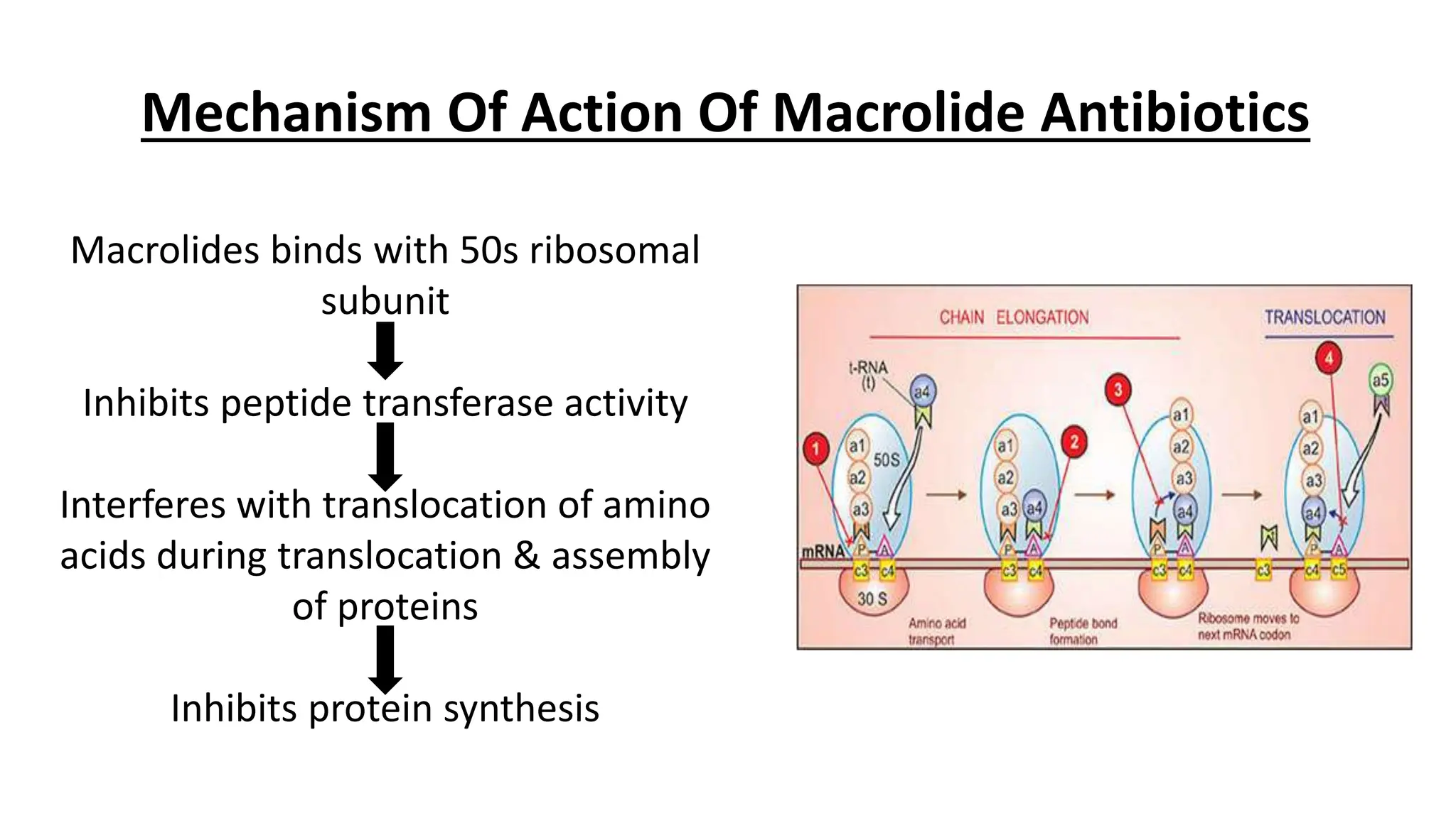 Chemistry of macrolide antibiotics M Pharm Pharmaceutical Chemistry .pptx