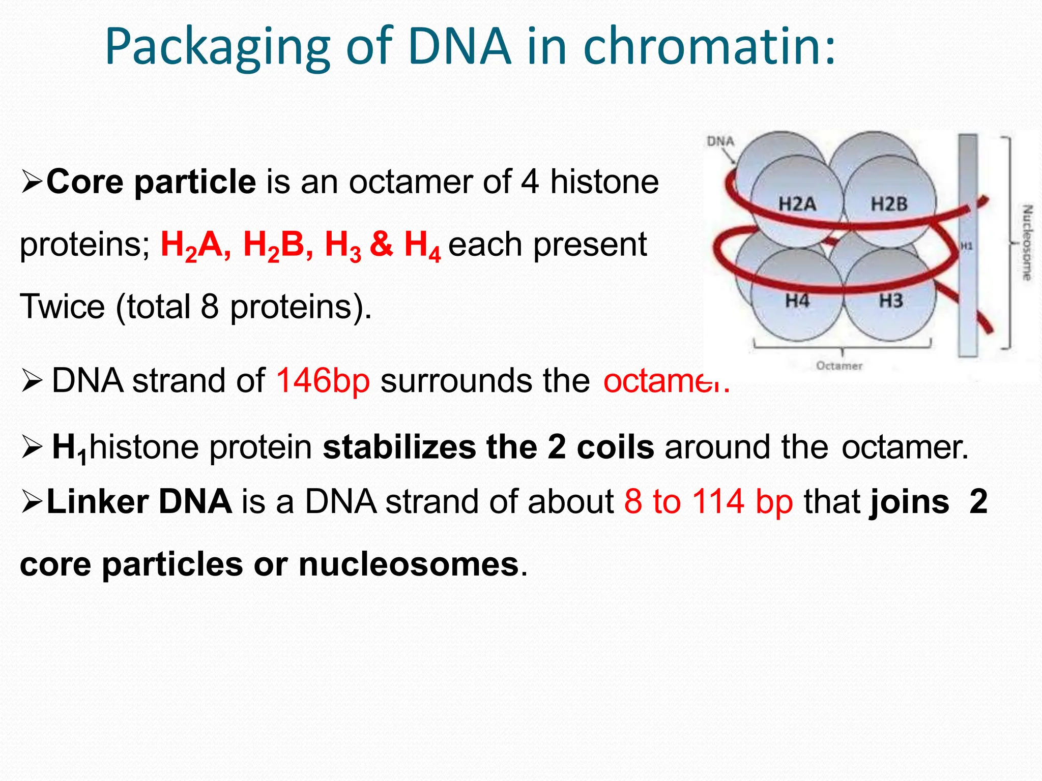 Chemistry of Nucleic acid-converted.pptx