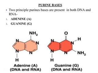 Chemistry of nucleic acids | PPTX