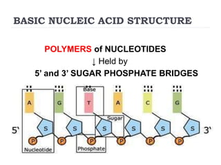 Basic Nucleic Acid Chemical Structure