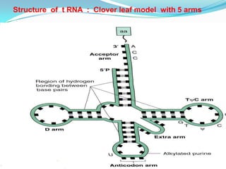 Chemistry of nucleoproteins | PPT