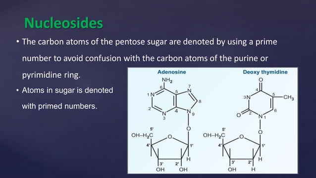 Chemistry of nucleotides | PPT